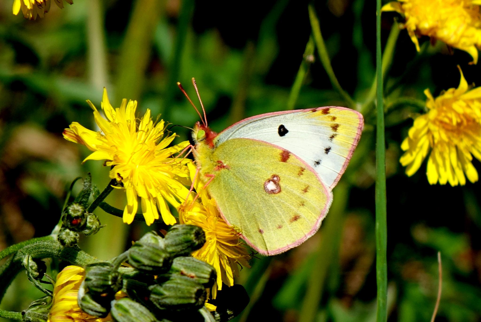 Odprtje razstave Dnevni metulji Slovenije – Gorenjski muzej